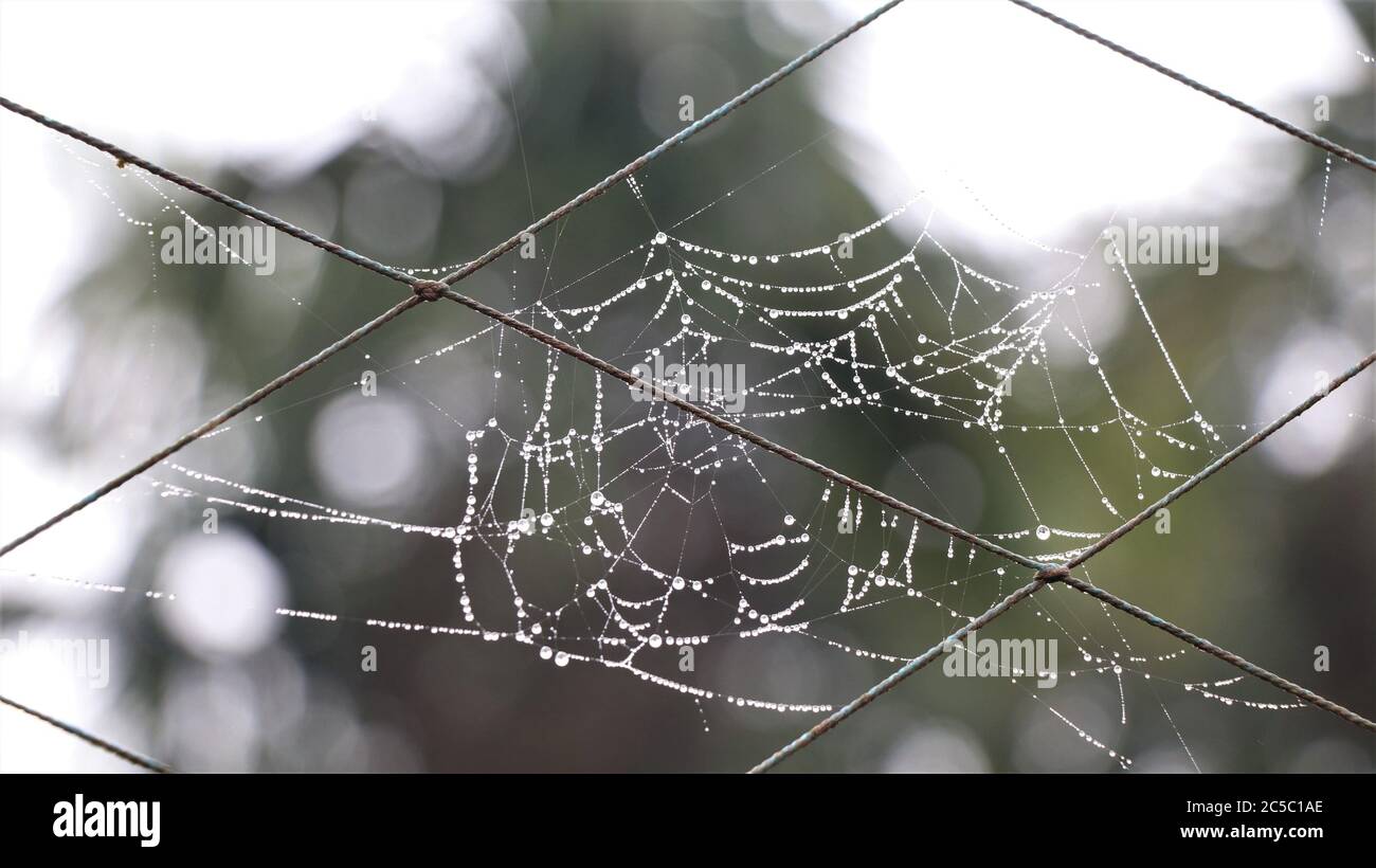 Spider web on nylon net in mist Stock Photo - Alamy