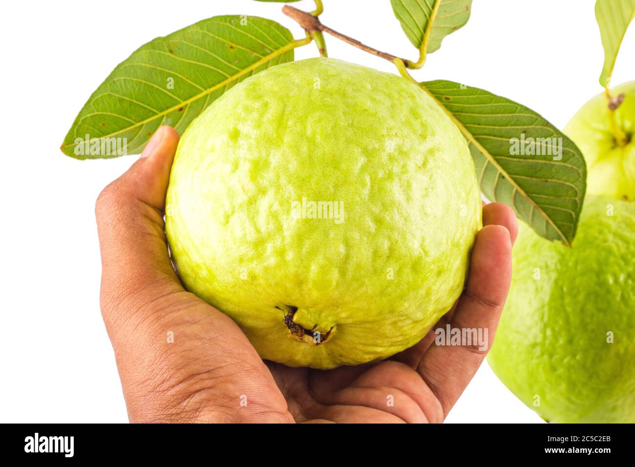 guava in hand on white background fruit agriculture food isolated Stock ...