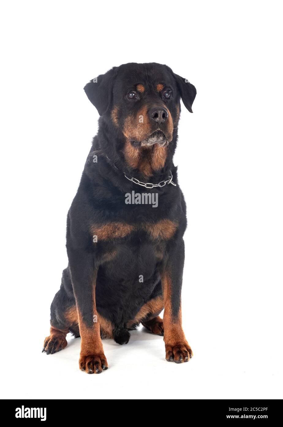 purebred rottweiler in front of white background Stock Photo - Alamy