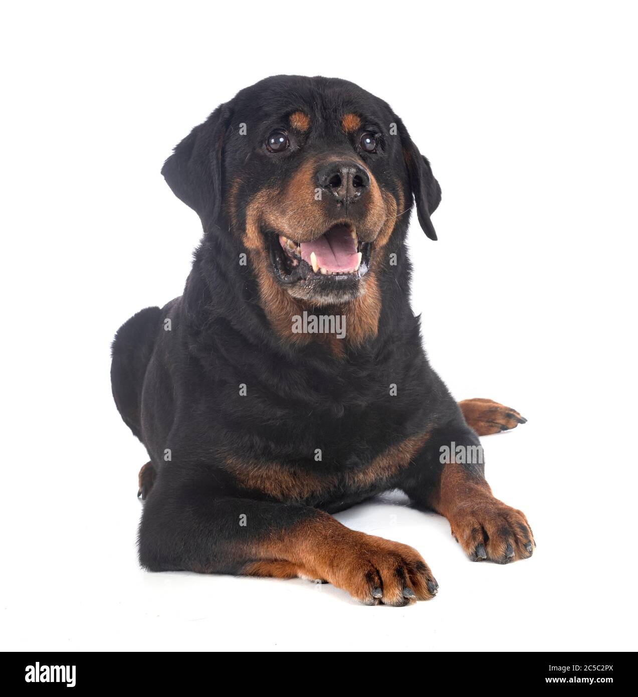 purebred rottweiler in front of white background Stock Photo - Alamy