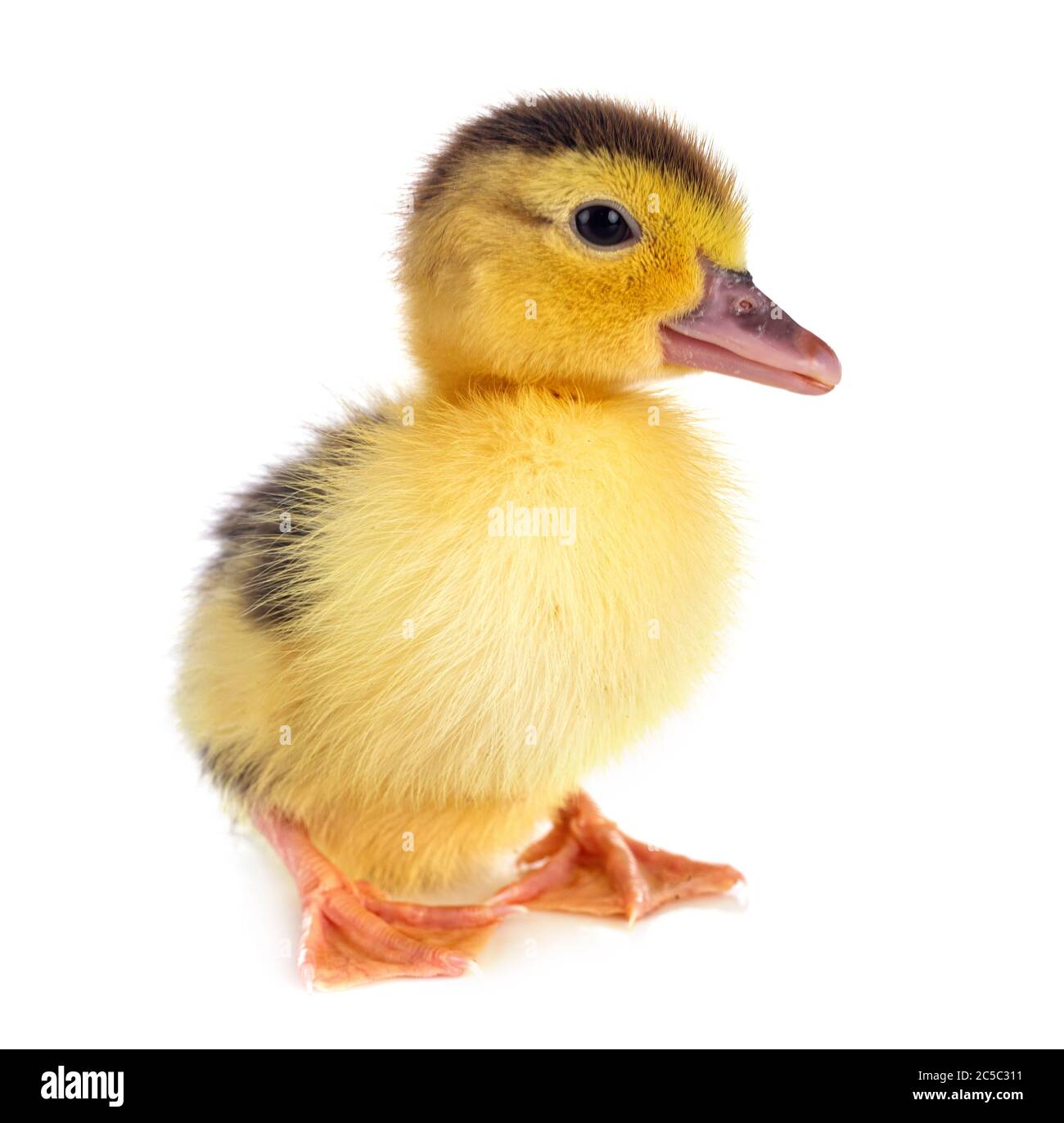 young duckling in front of white background Stock Photo - Alamy