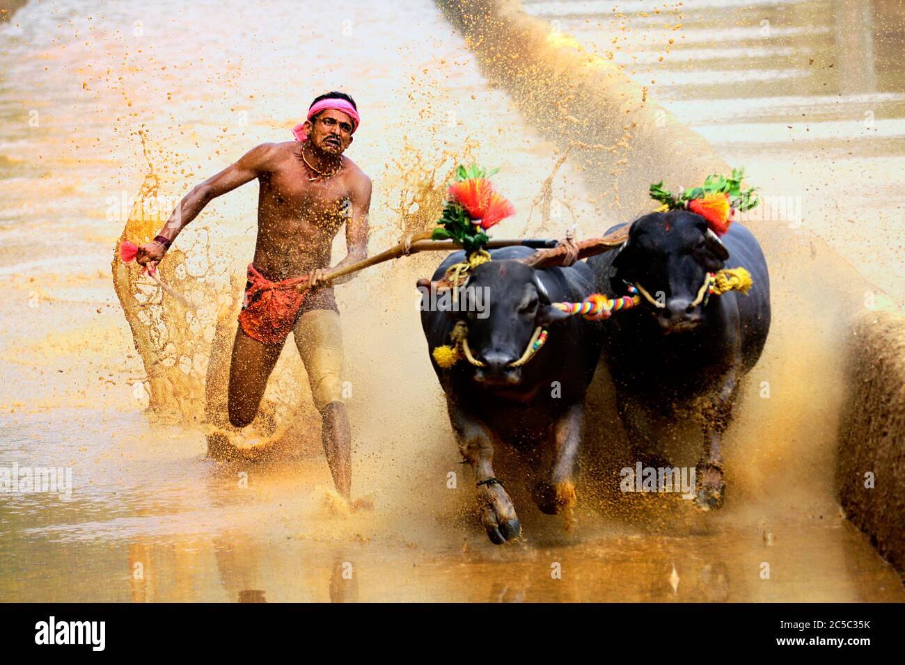 Indian buffallo hi-res stock photography and images - Alamy
