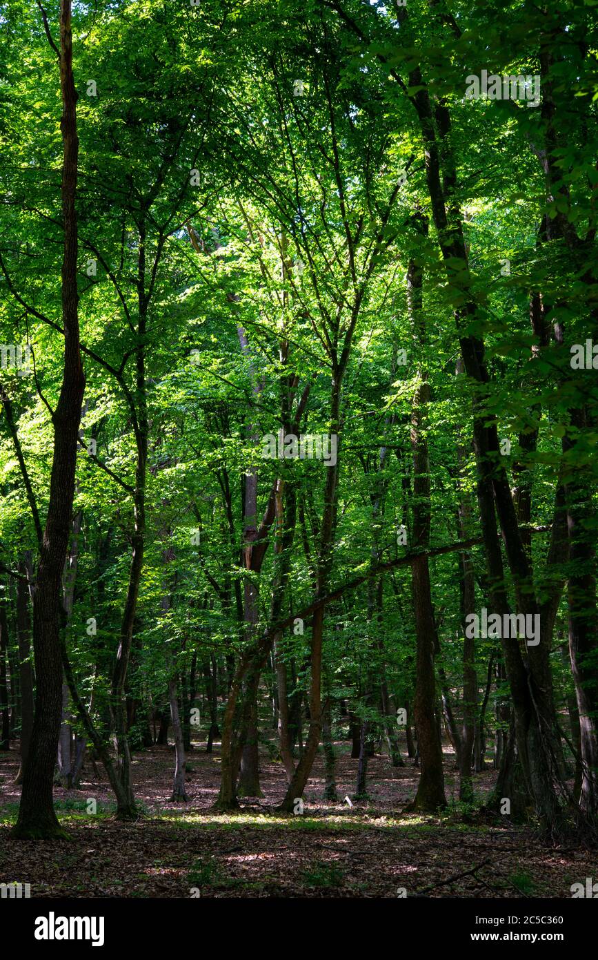 forest trees with dry branches and vegetation Stock Photo - Alamy