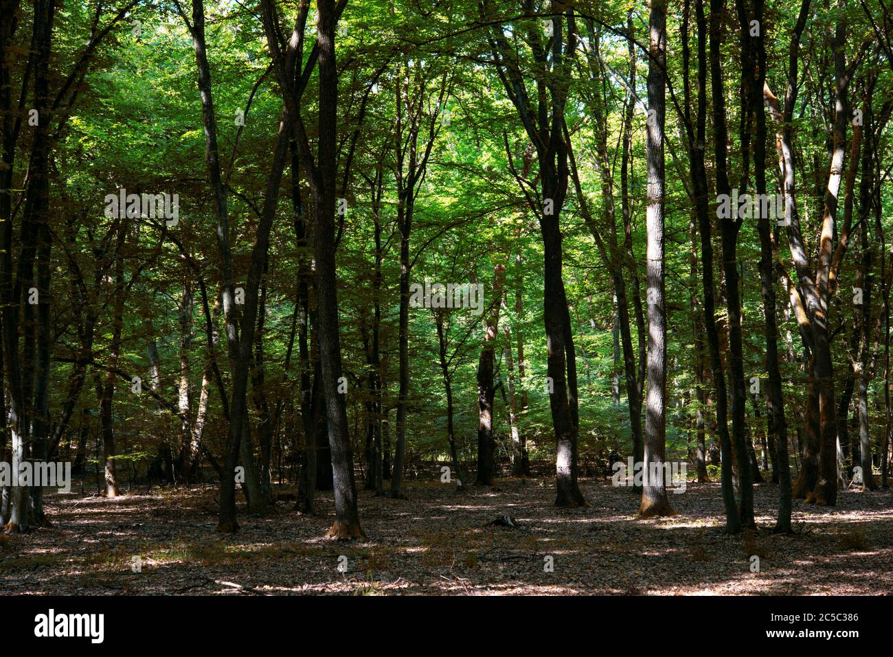 forest trees with dry branches and vegetation Stock Photo - Alamy
