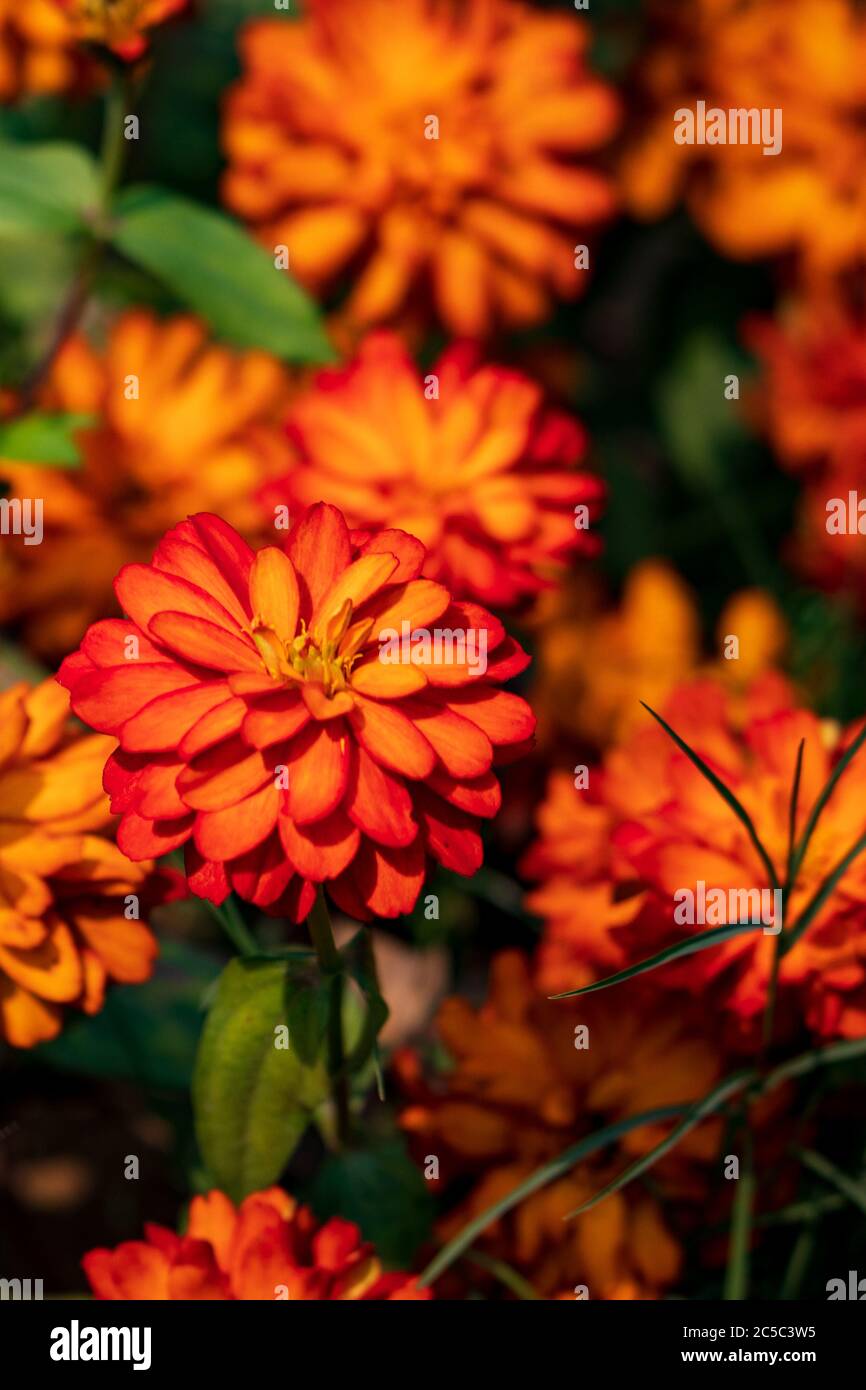 A beautiful close up of a single Zinnia Marylandica 'Double Zahara Fire ...