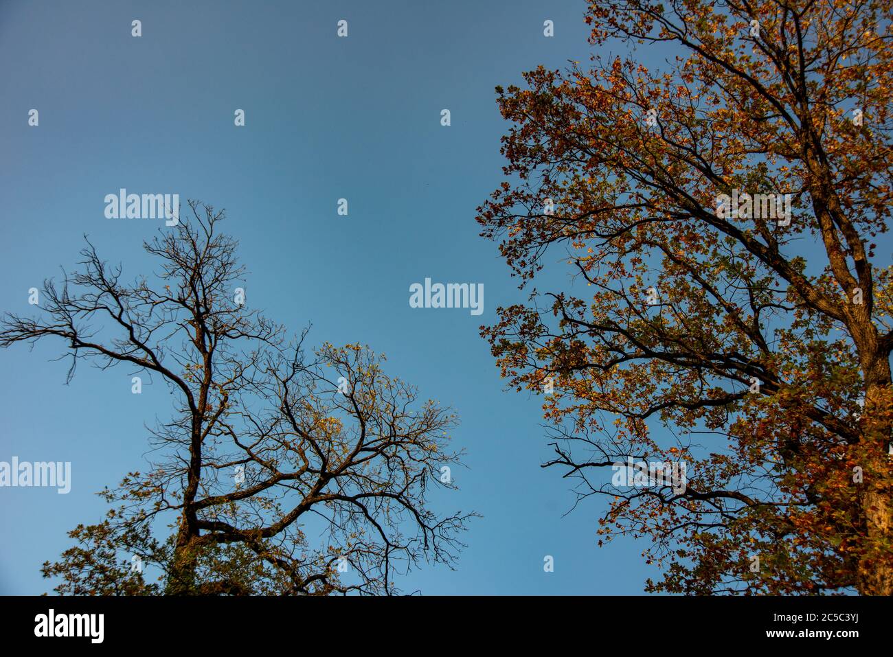forest trees with dry branches and vegetation Stock Photo - Alamy