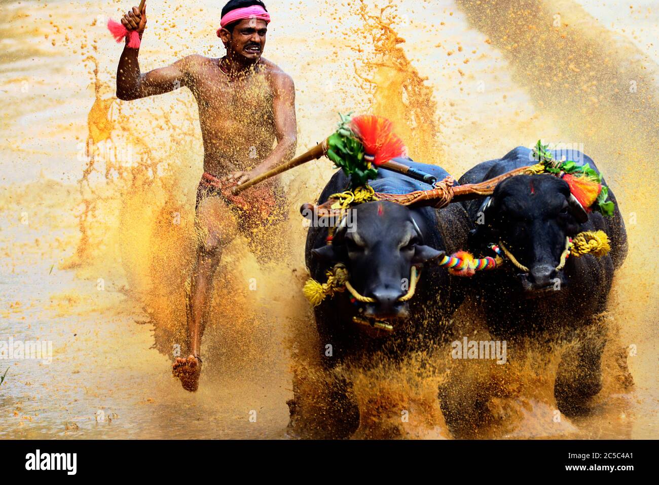 Indian buffallo hi-res stock photography and images - Alamy