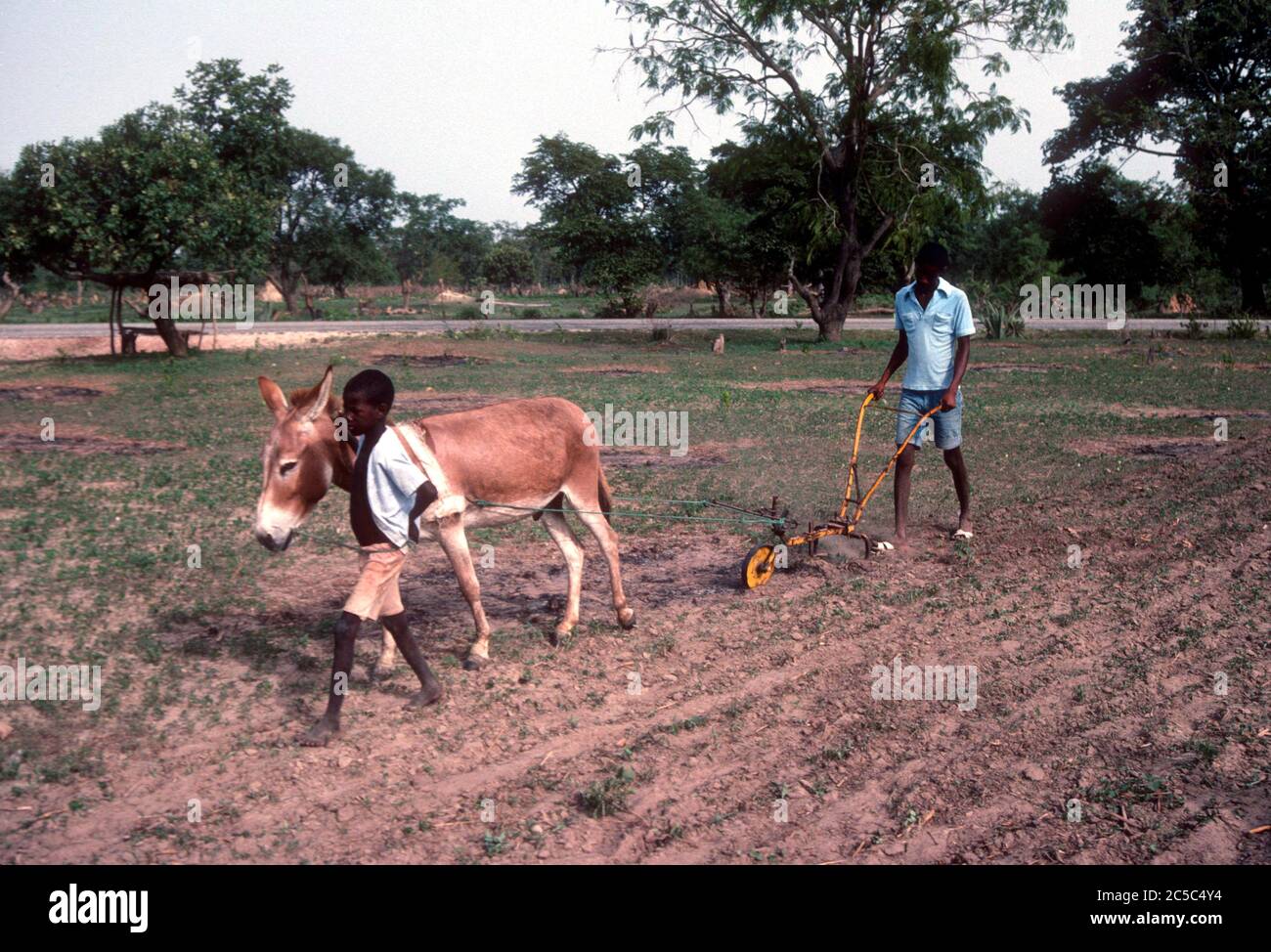 Primitive farming with donkey plough Gambia 1980 Stock Photo - Alamy