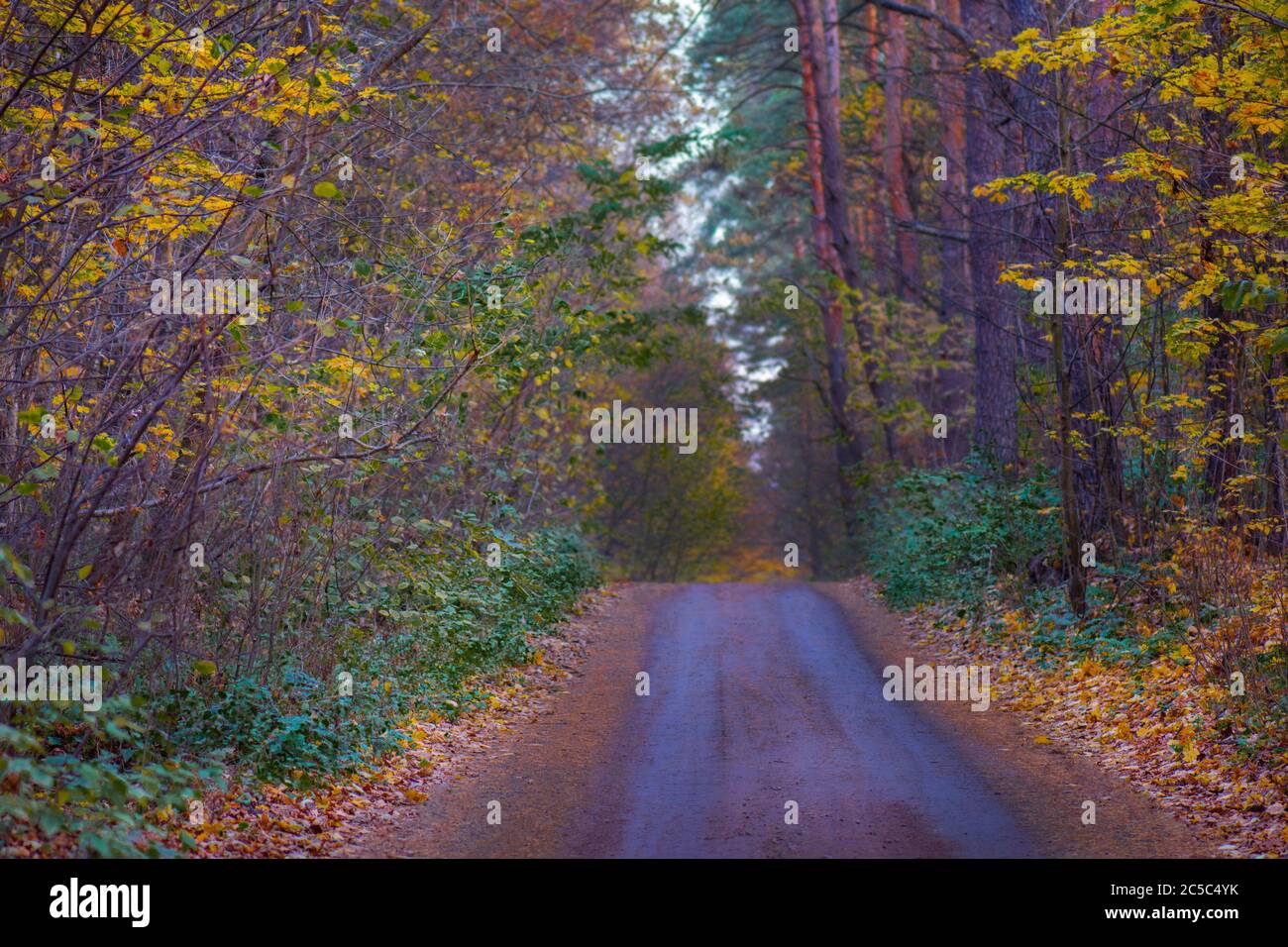 Autumn beautiful landscape with empty rural road. Autumn forest with ...
