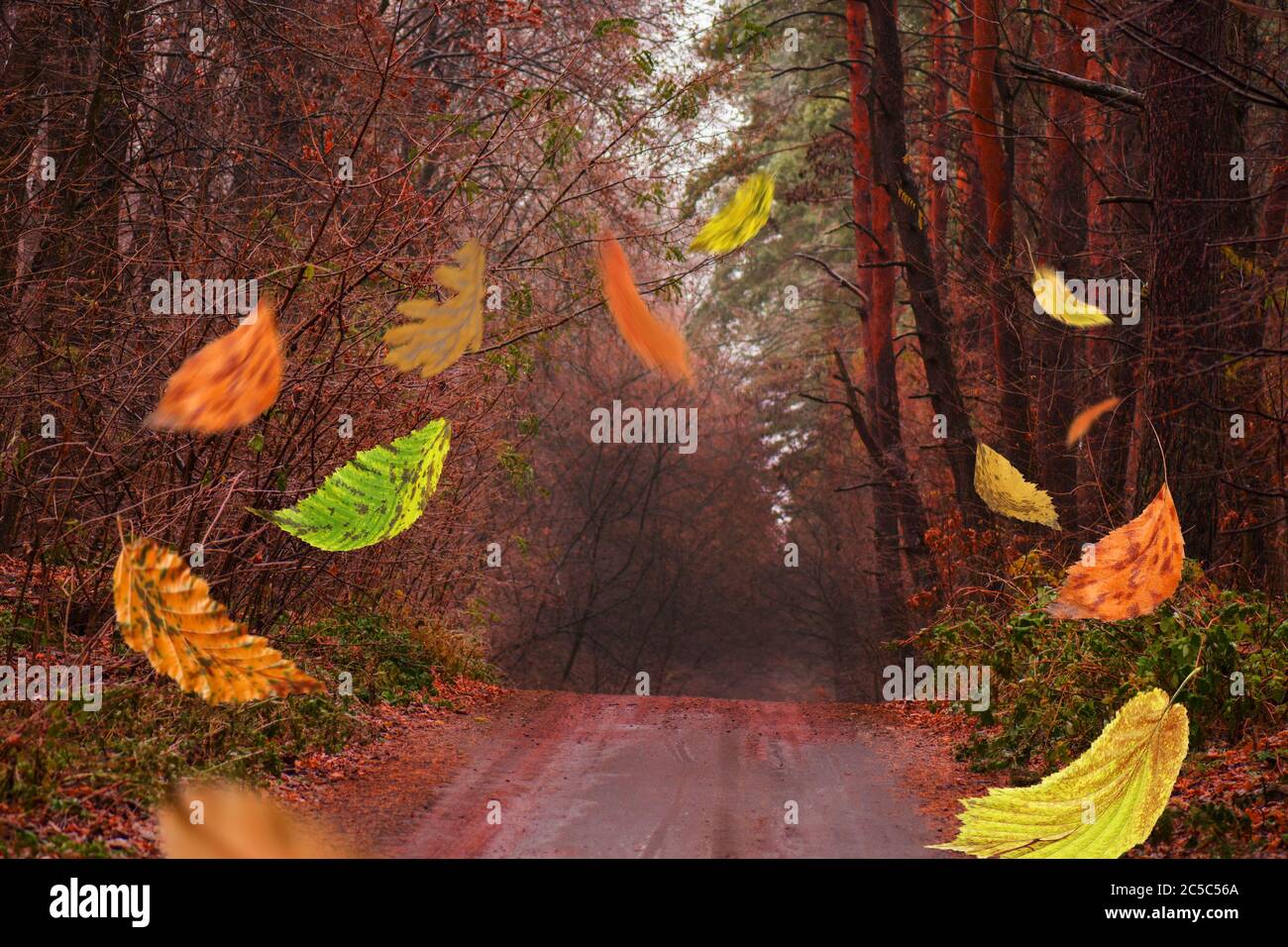 Falling autumn foliage on forest road. Autumn leaves falling to the ...