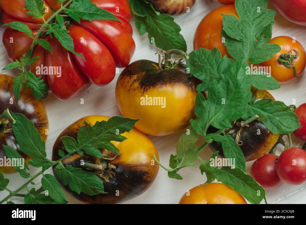 The harvest of assorted tomatoes. Variety ripe natural organic ...