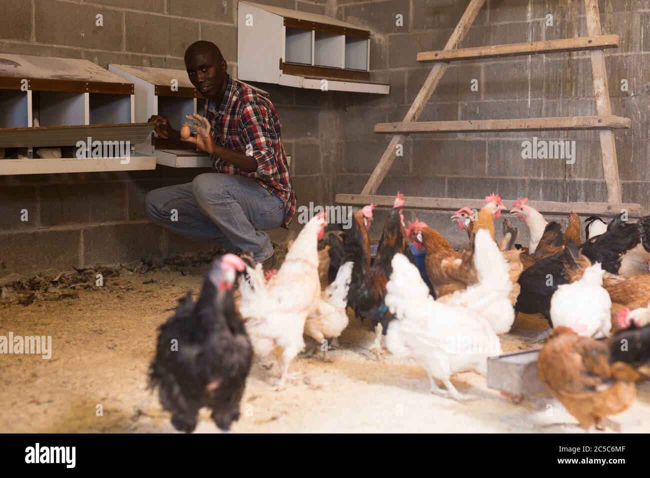 African american man farmer taking chickens eggs at chicken-house Stock ...