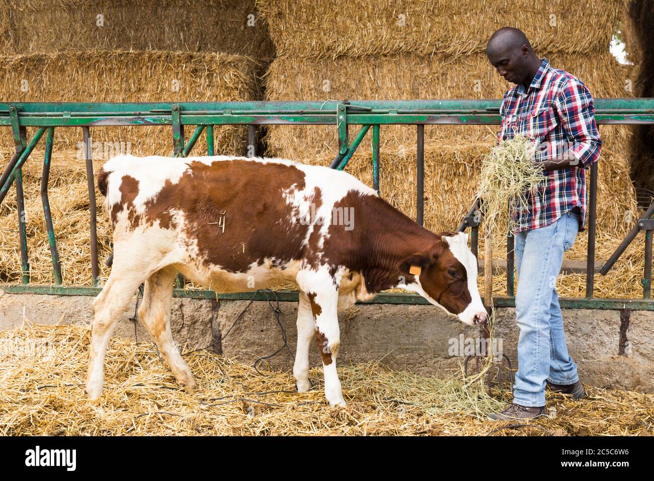 Man feeds cows cattle hi-res stock photography and images - Alamy