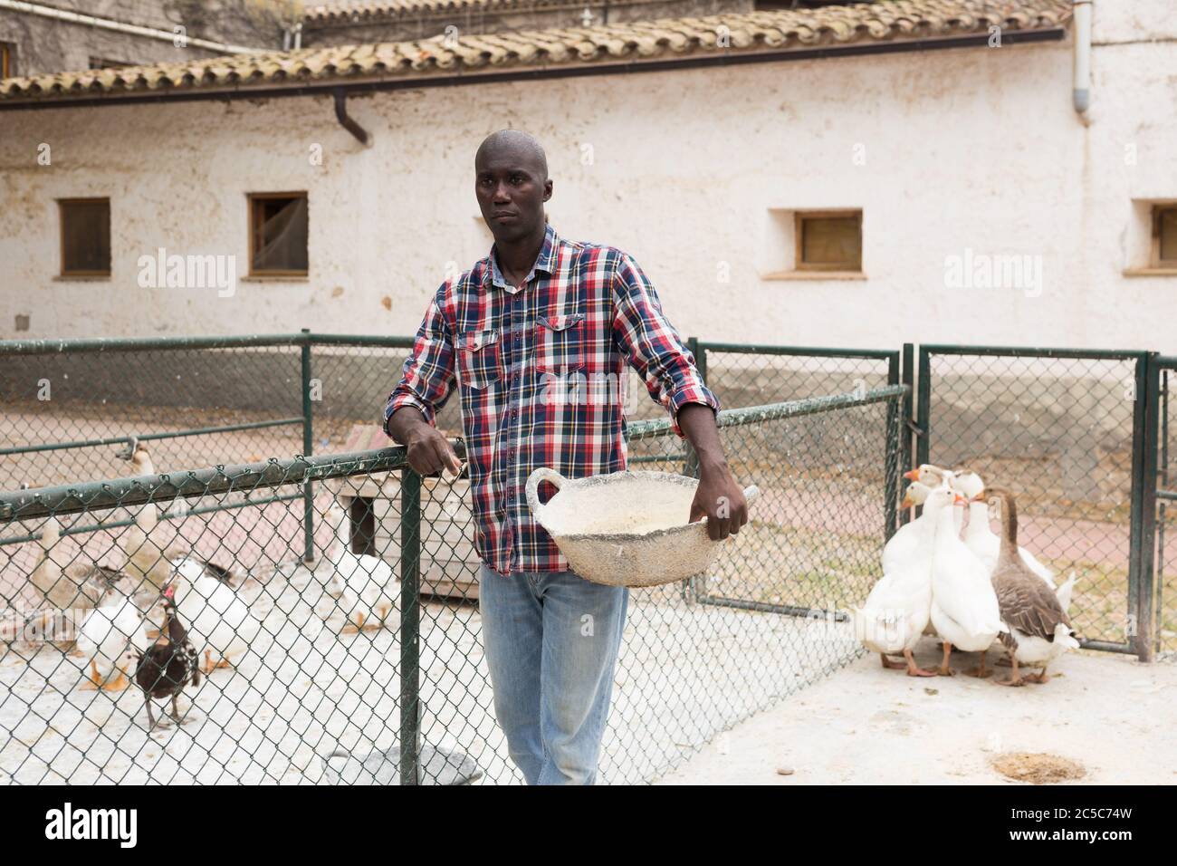 Man farm worker with bird feed standing near enclosure with gooses at ...