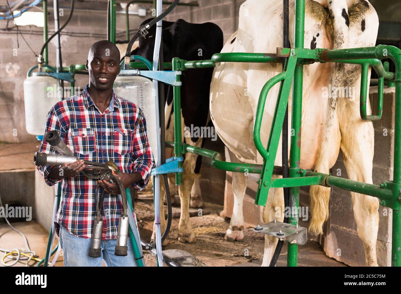 Farmer young man working with automatical cow milking machines Stock ...