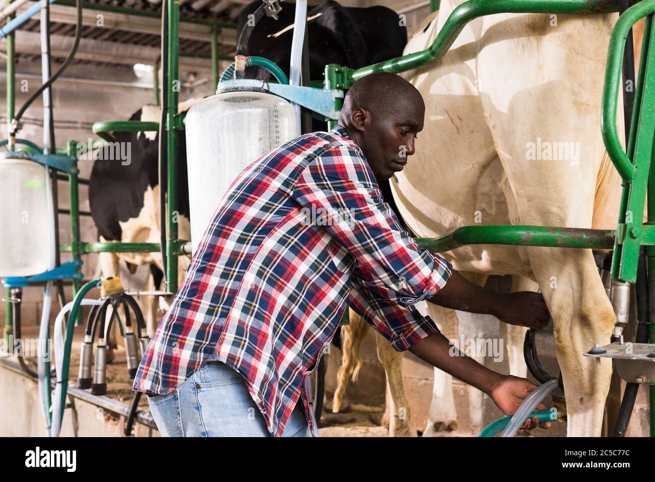 African farmer milking cows hi-res stock photography and images - Alamy