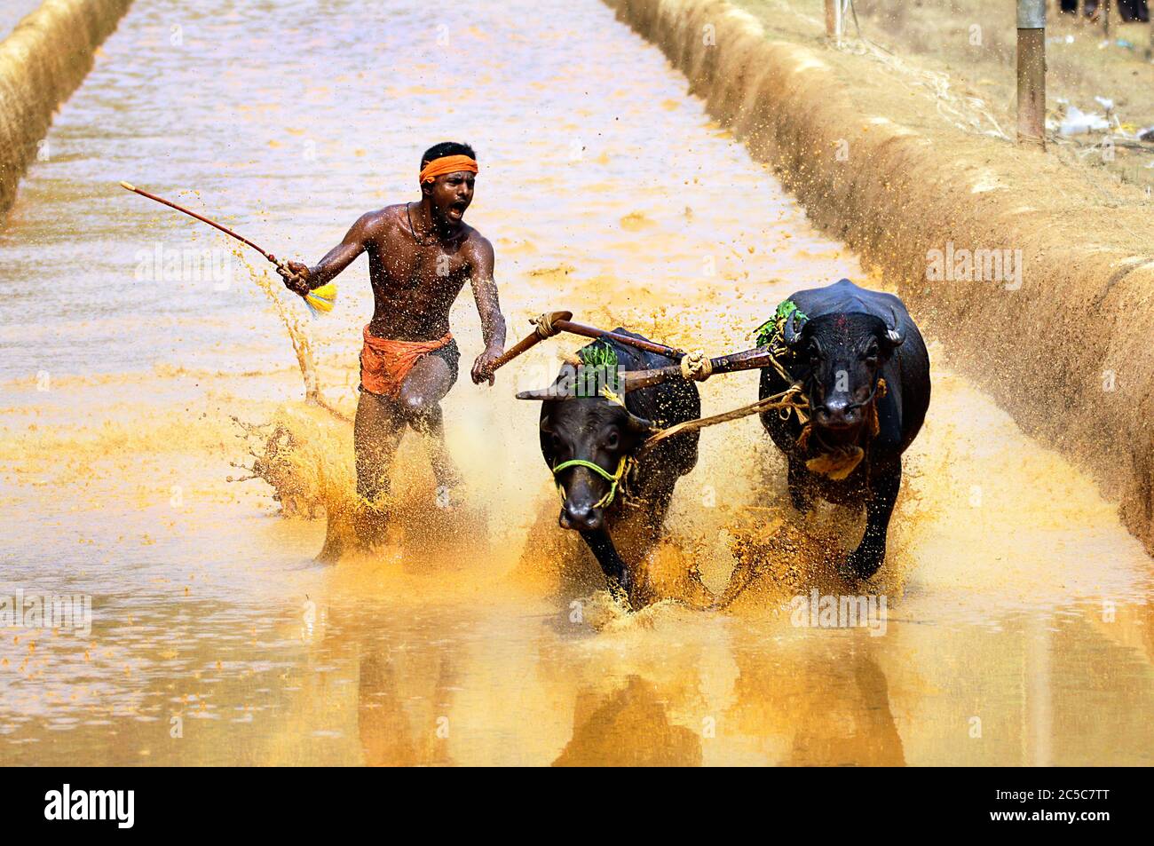 Cattlerace hi-res stock photography and images - Alamy