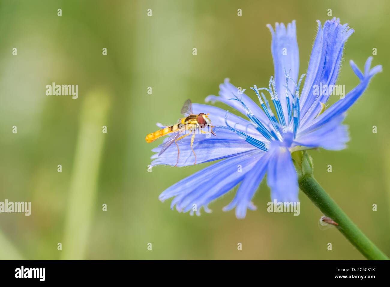 Sphaerophoria rueppellii hi-res stock photography and images - Alamy