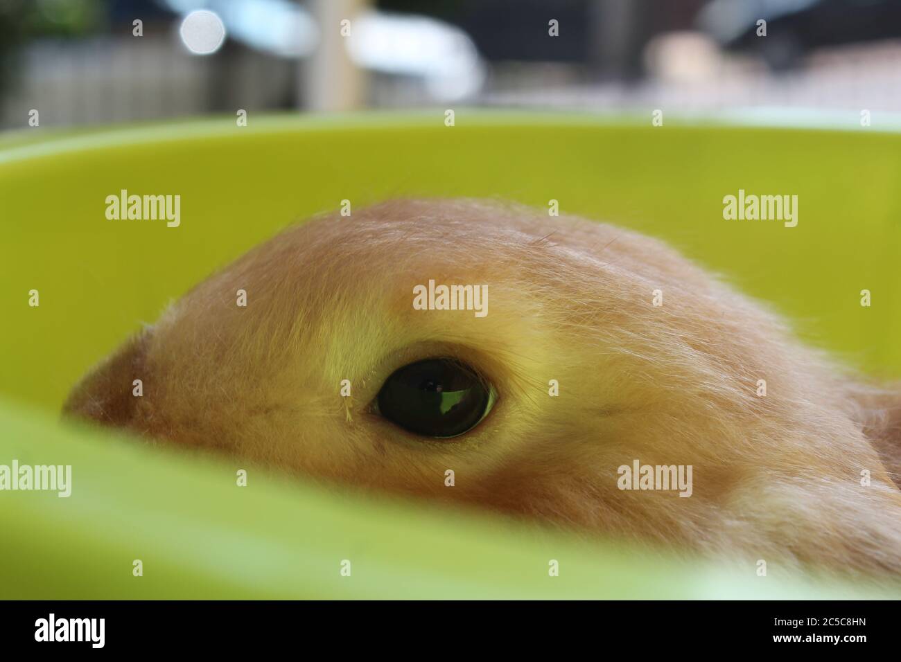 Pet rabbit peaking out a green container Stock Photo - Alamy