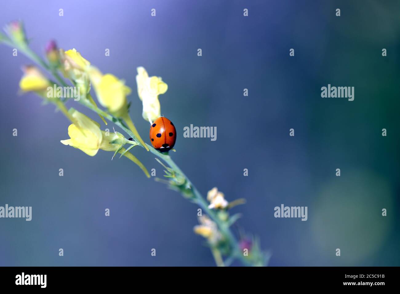 Beautiful photo red ladybug hi-res stock photography and images - Alamy