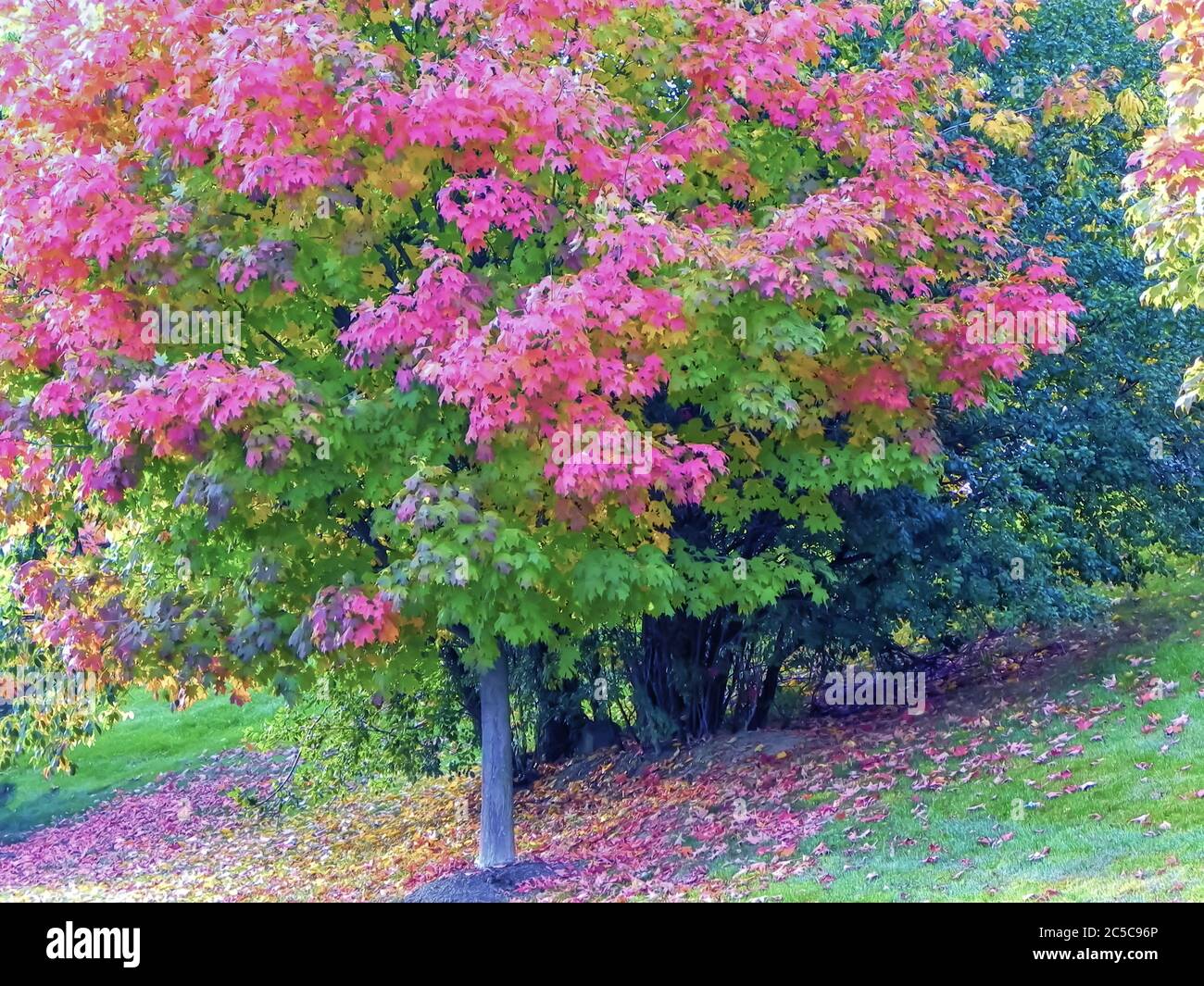 Maple leaves changing colour/color as summer changes to fall/autumn in ...