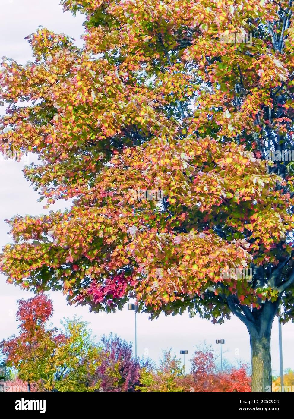 Maple leaves changing colour/color as summer changes to fall/autumn in ...