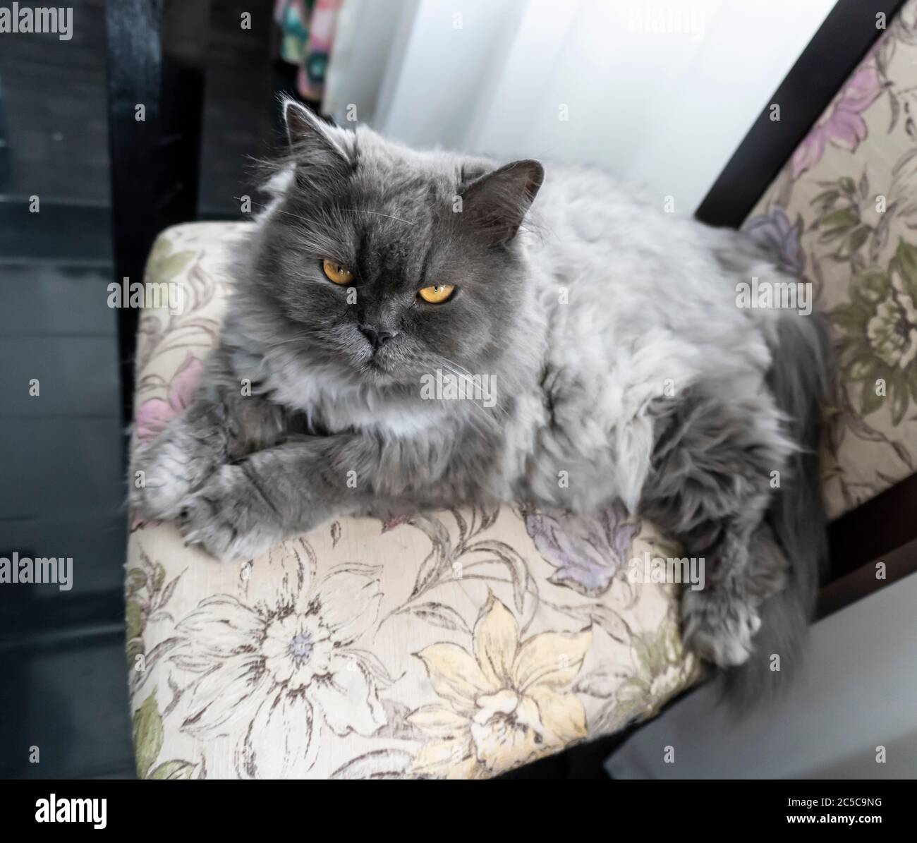 close-up photo of a cute gray-haired cat with red eyes Stock Photo - Alamy