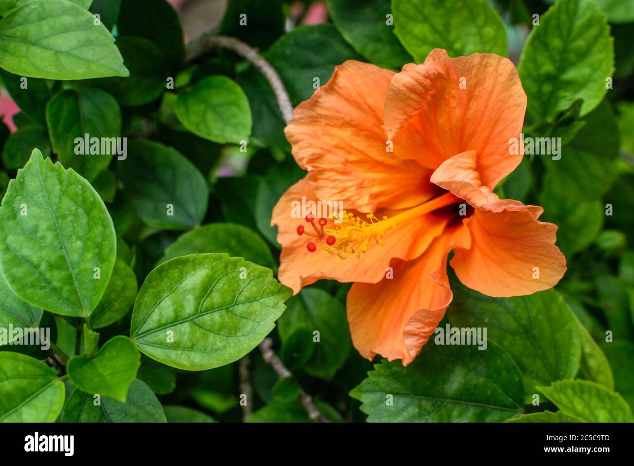An isolated orange china rose flower with leaves Stock Photo - Alamy