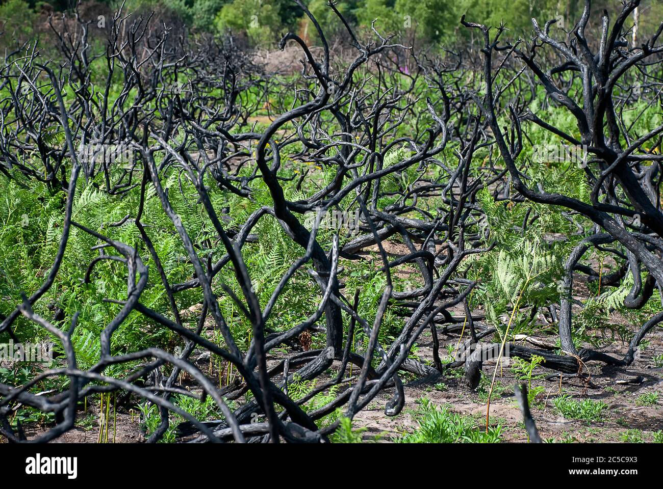 Burnt trees caught up in a wild fire Stock Photo - Alamy