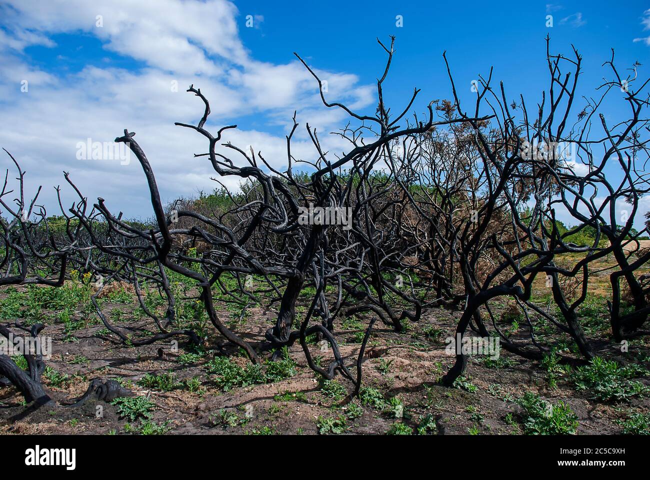 Burnt trees caught up in a wild fire Stock Photo - Alamy
