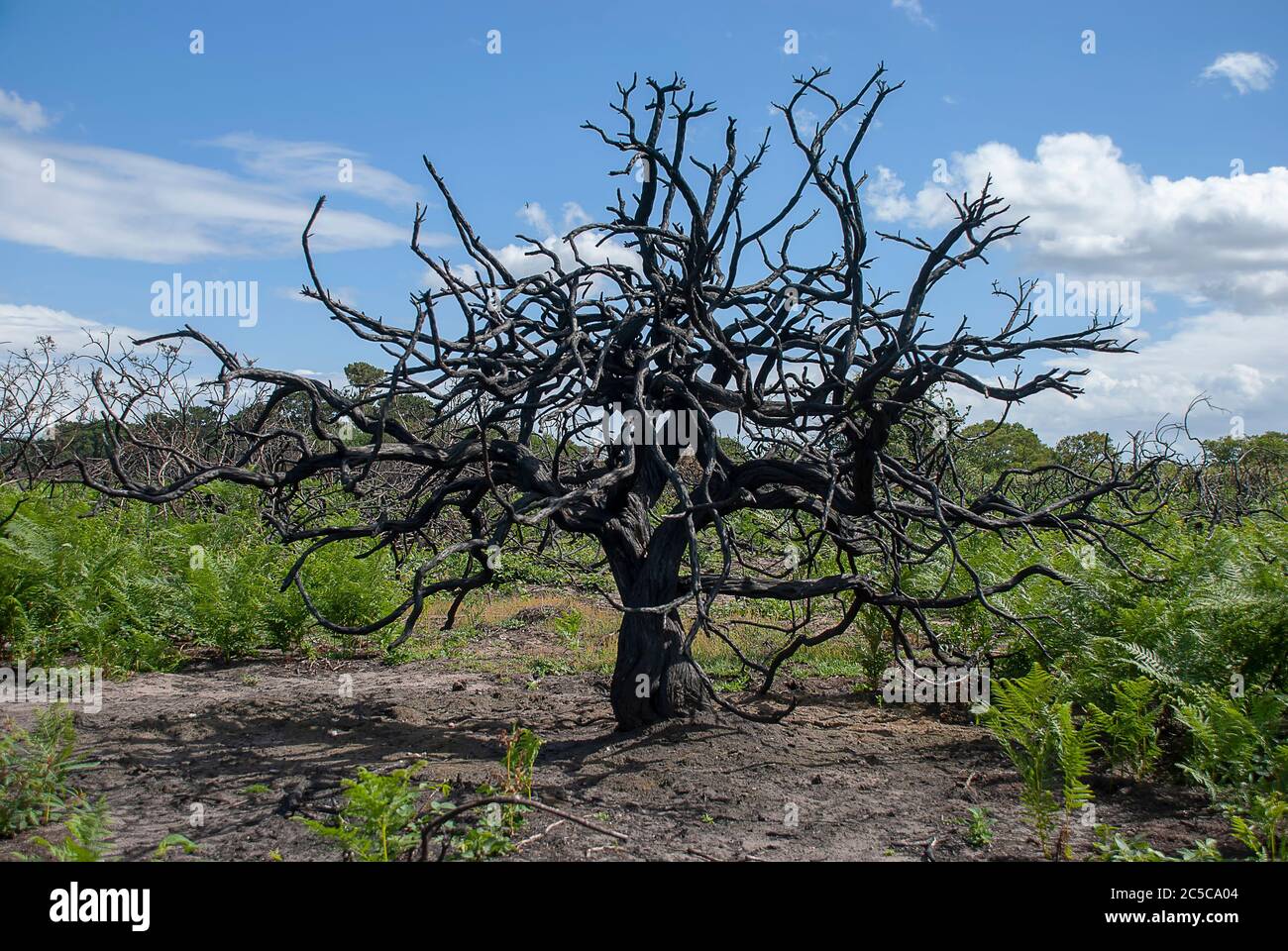 Deforestation burnt trees amazon hi-res stock photography and images ...