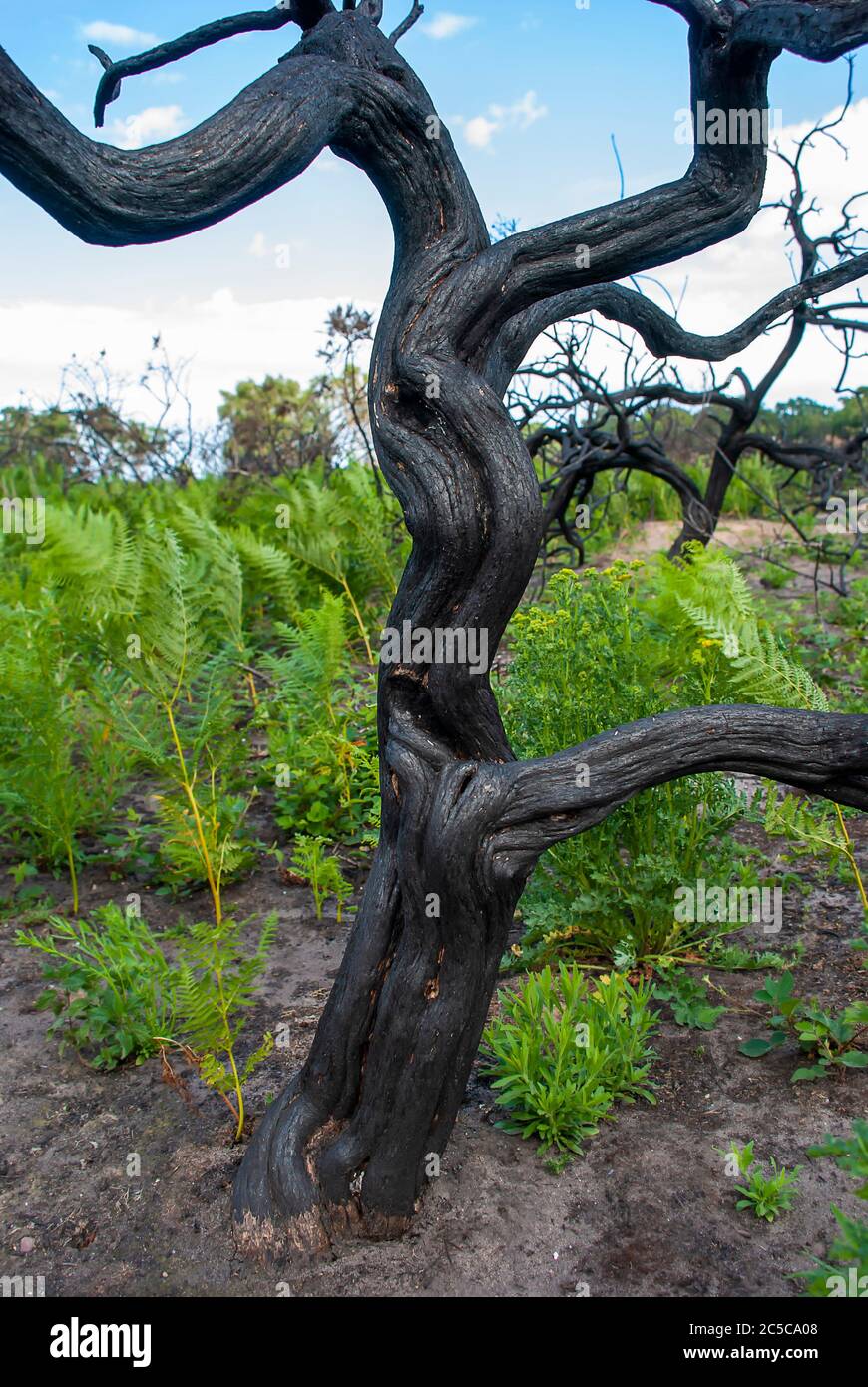 Burnt trees caught up in a wild fire Stock Photo - Alamy