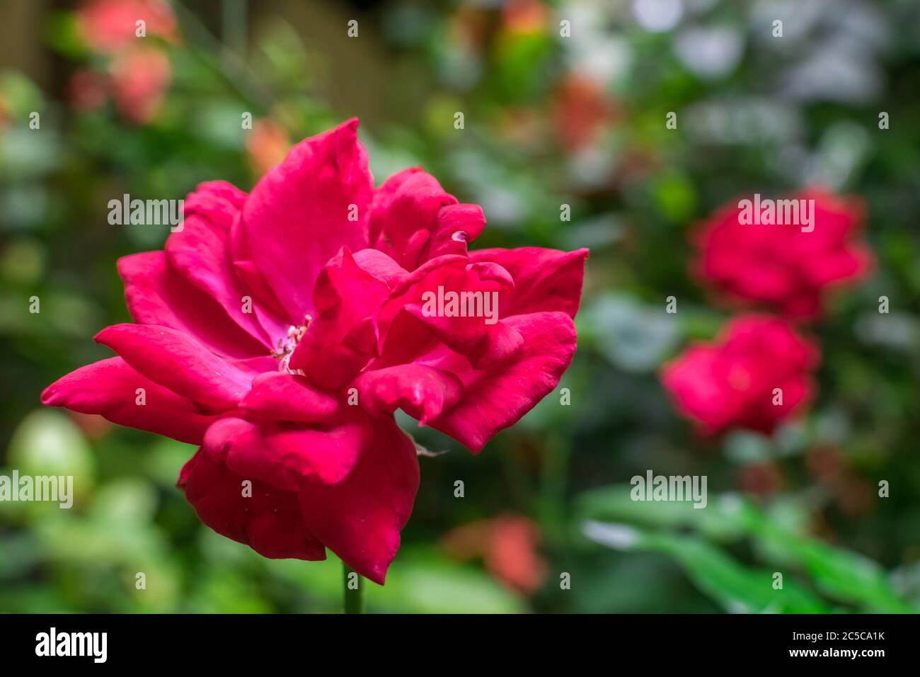 An isolated red rose in focus with multiple red roses in the background ...
