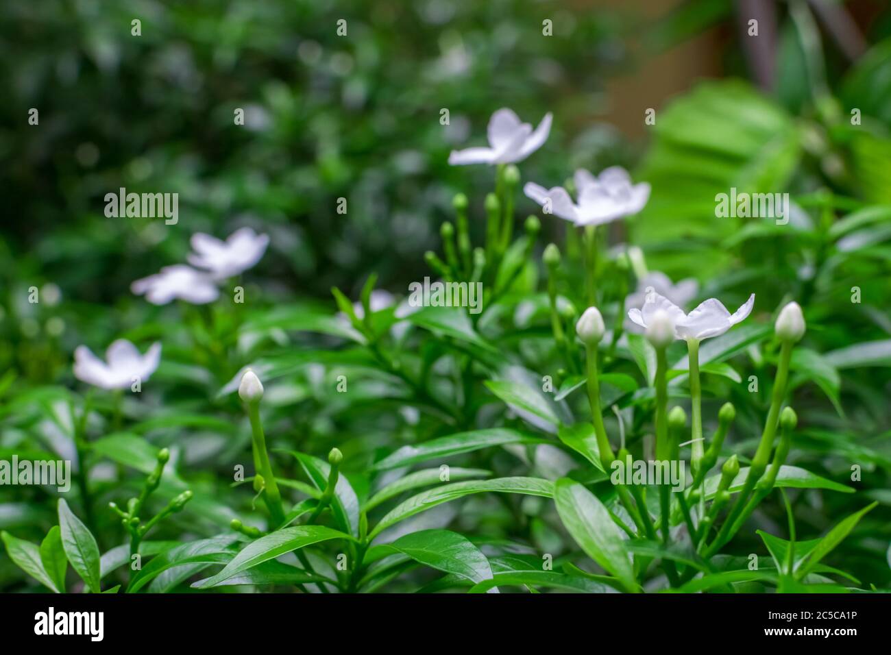 Pinwheel flowers with their buds and green leaves after a shower ...