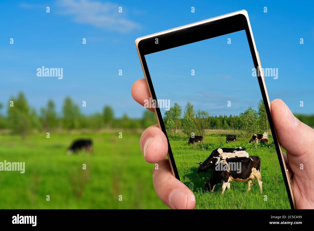 Cow green screen hi-res stock photography and images - Alamy
