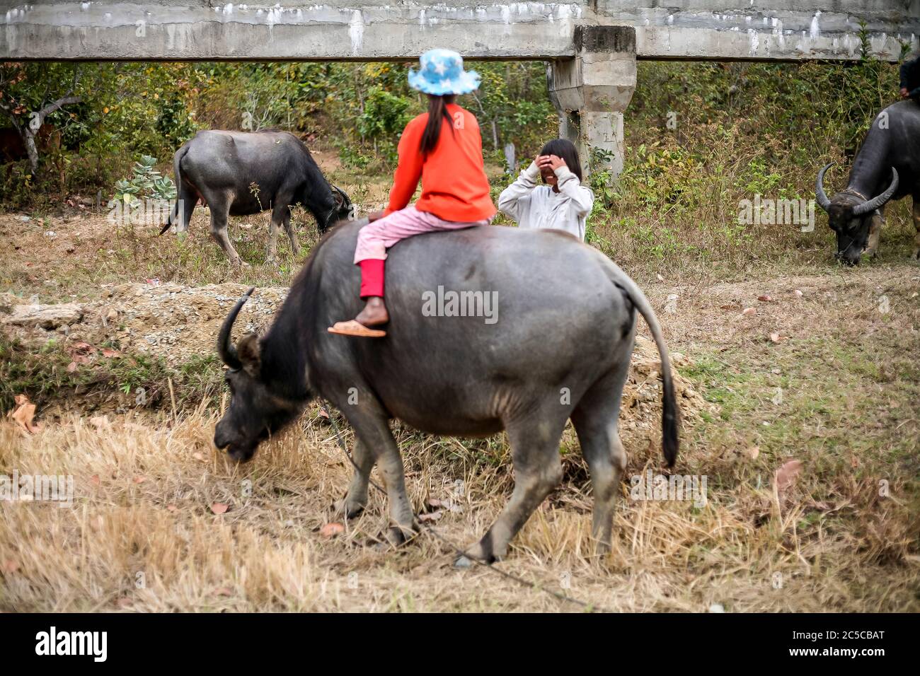 Ninh Thuan Province, Vietnam - Feb 8 2020:children raising buffalo in ...