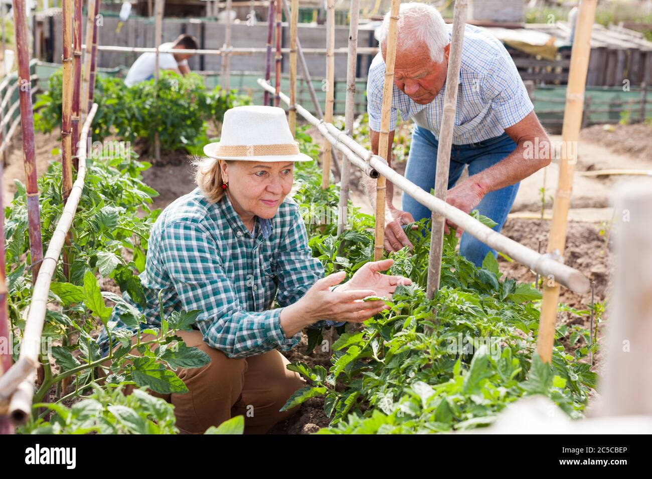 Female horticulturist working with tomatoes bushes, during family ...