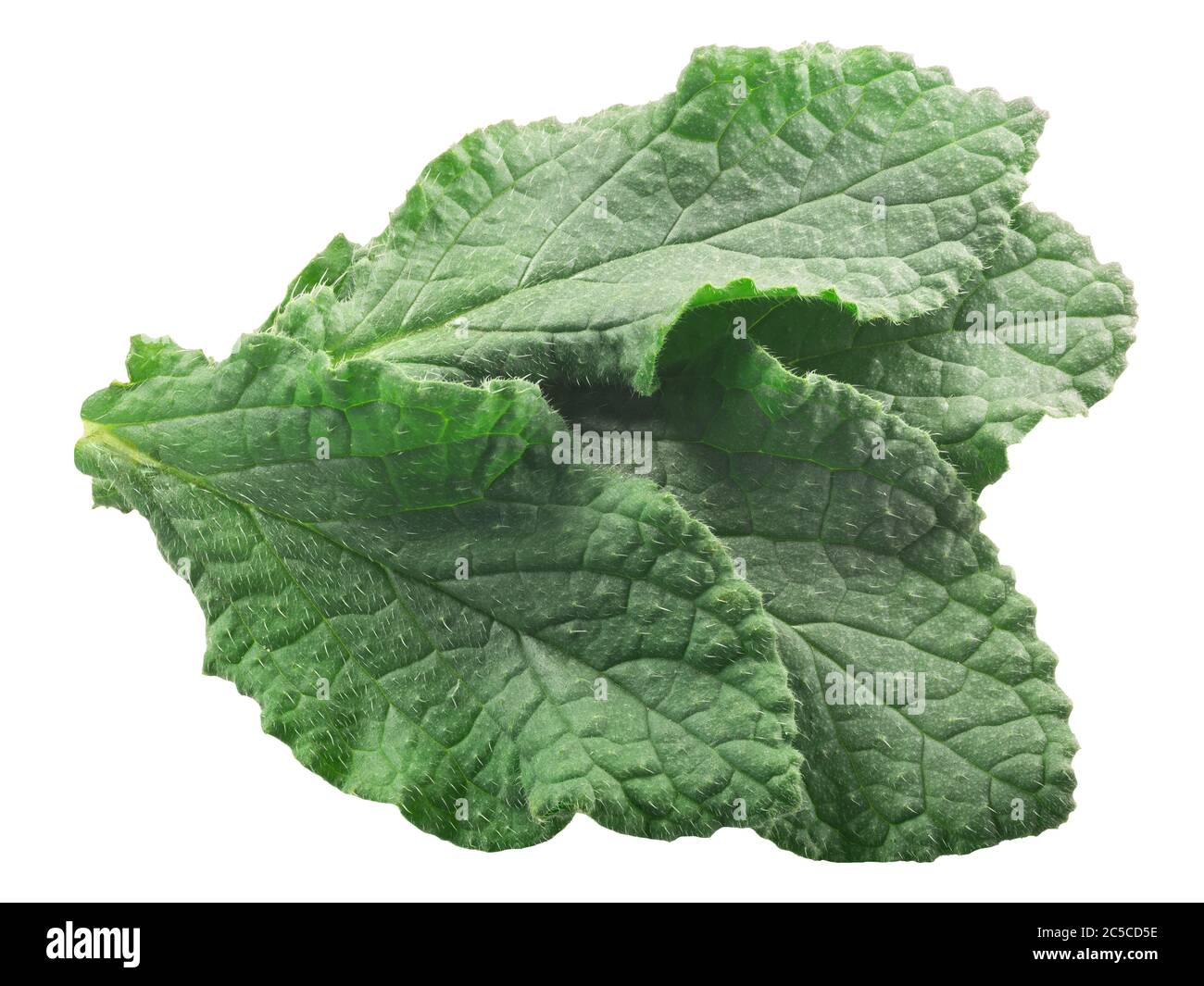 Leaves of Borage (Borago officinalis), an edible plant, isolated, top view Stock Photo - Alamy