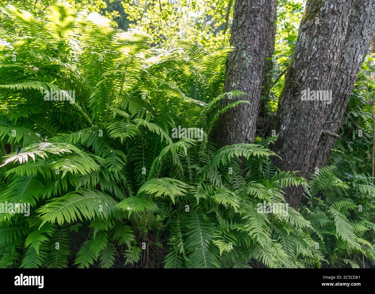 Floating ferns hi-res stock photography and images - Alamy