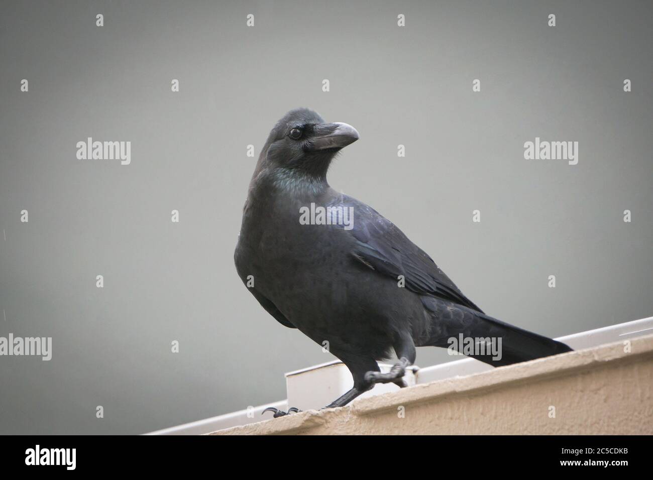 Cute raven sitting on the top of a wall and looking over something ...