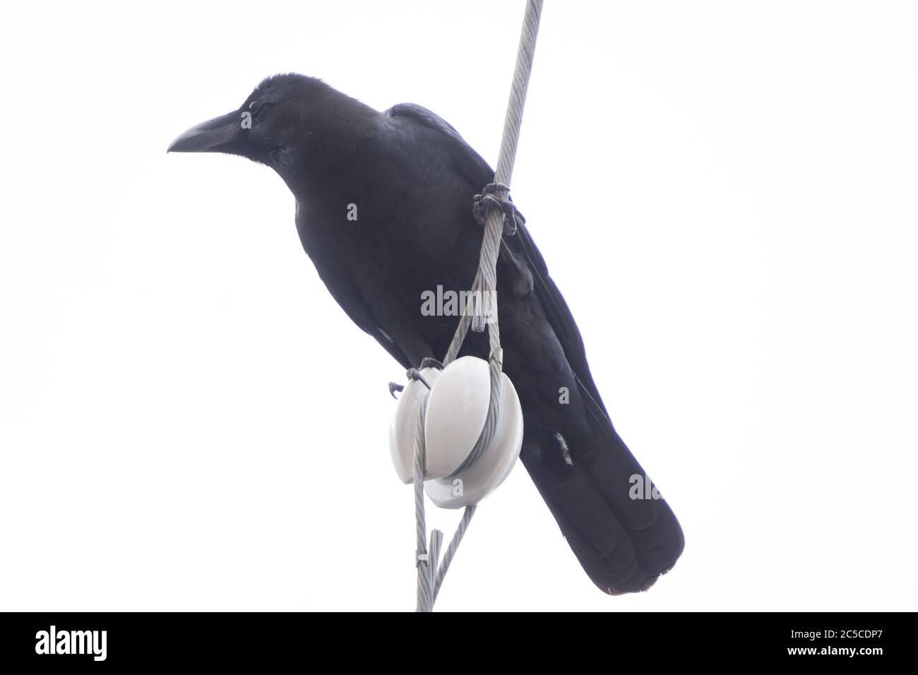 Cautious raven hi-res stock photography and images - Alamy