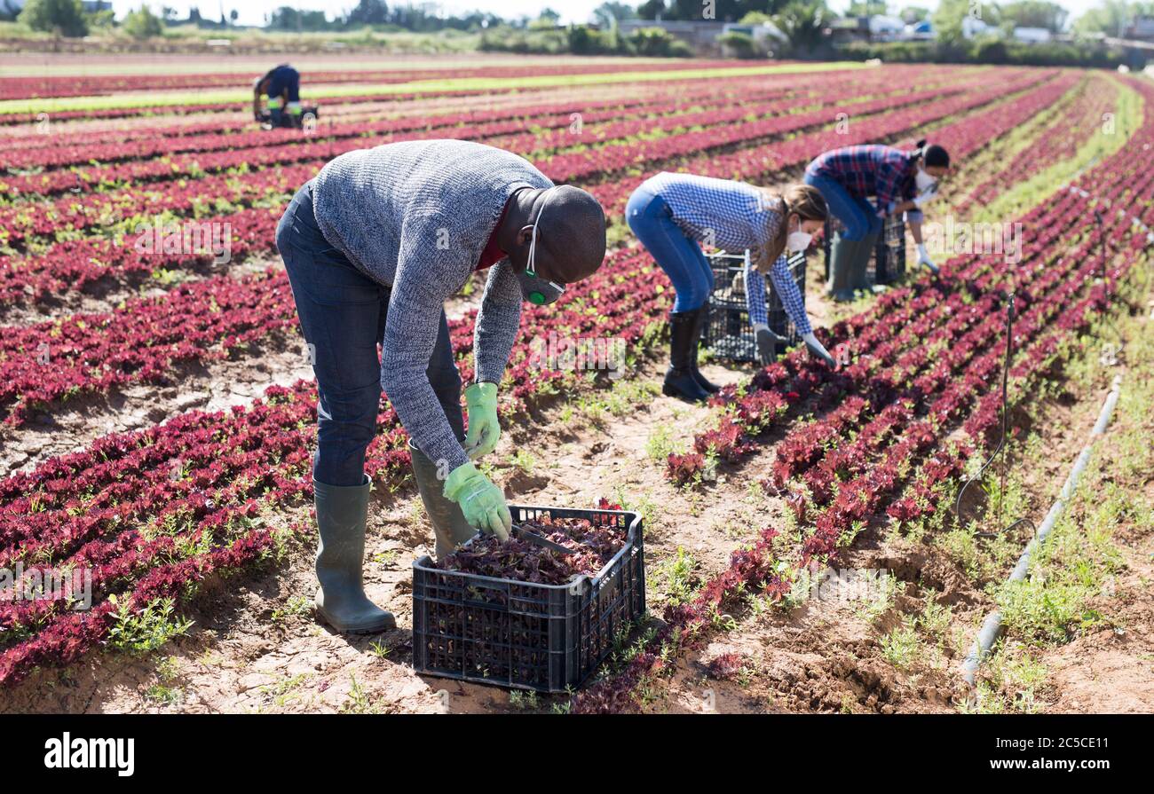 International team of farm workers wearing medical face masks ...