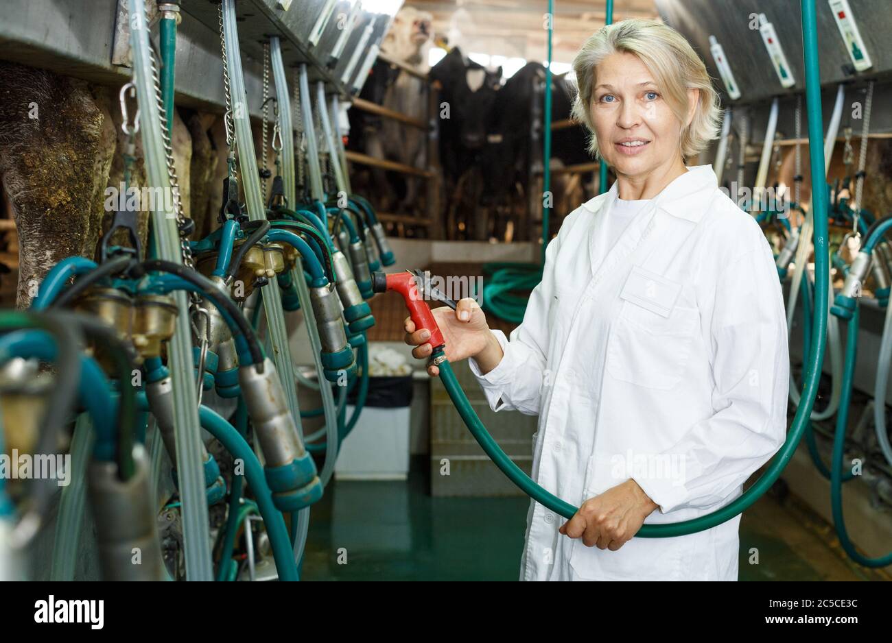 Portrait of mature woman in white coat working with milking line on ...