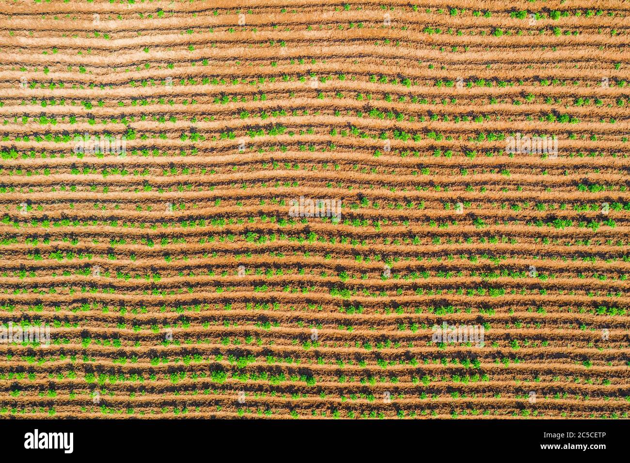 The texture of the rows of planting agricultural plants top view Stock ...