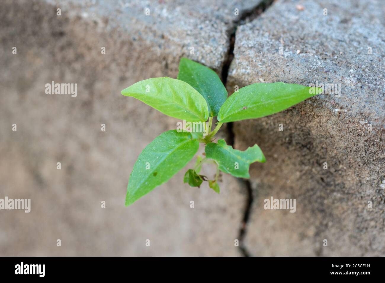 Bud in the rock Stock Photo - Alamy
