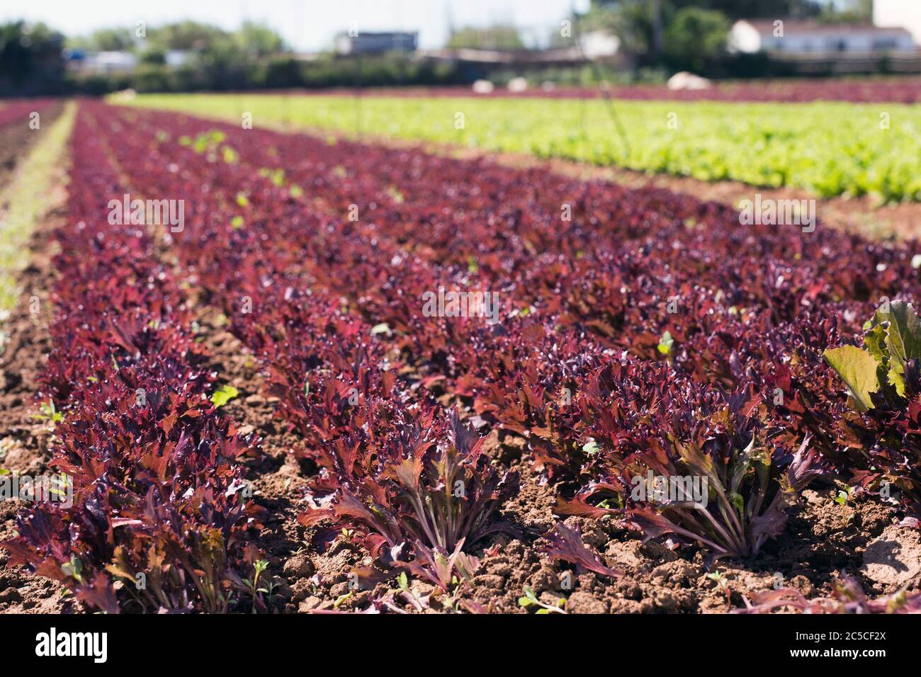 Redina lettuce hi-res stock photography and images - Alamy