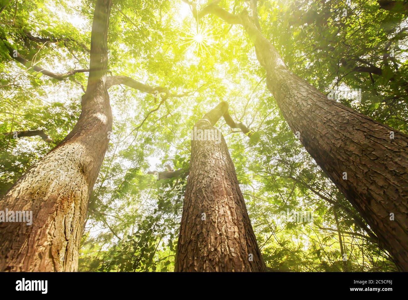 Giant trees looking up canopy hi-res stock photography and images - Alamy