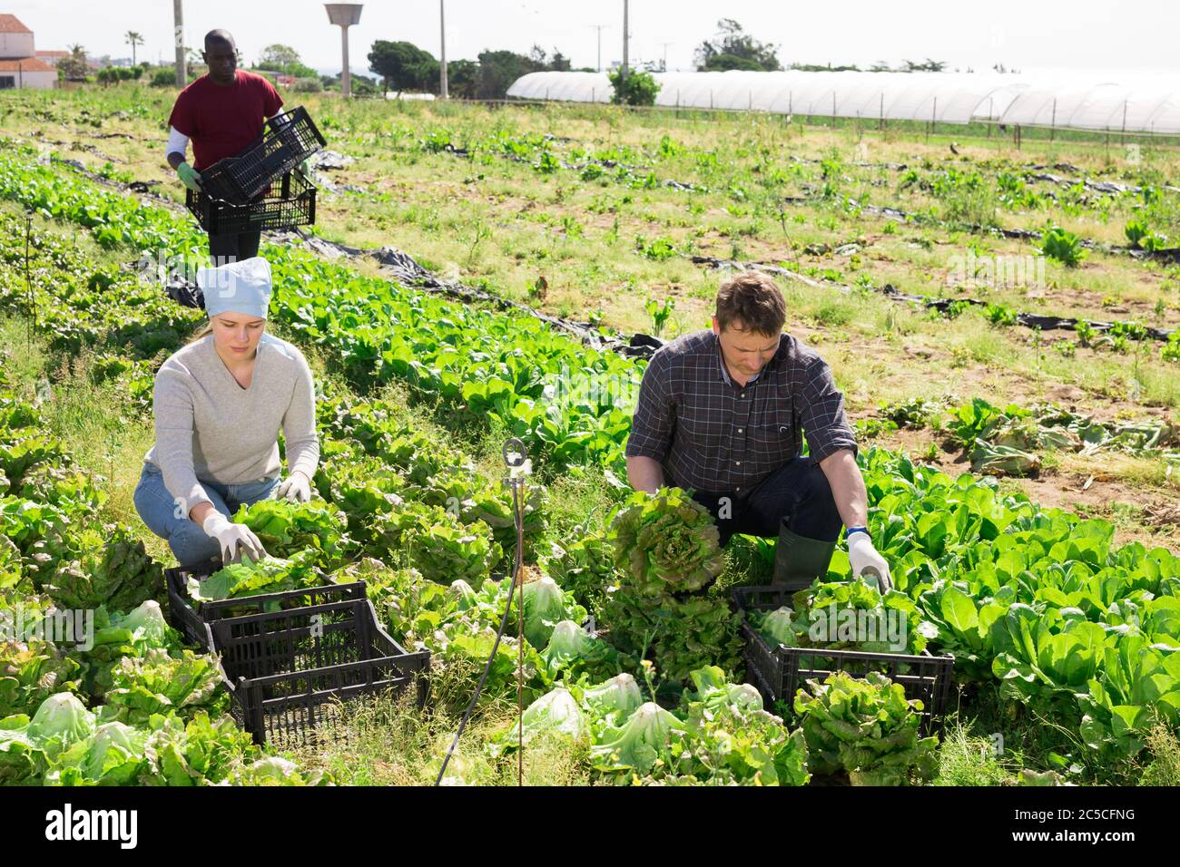 Harvest Field Workers