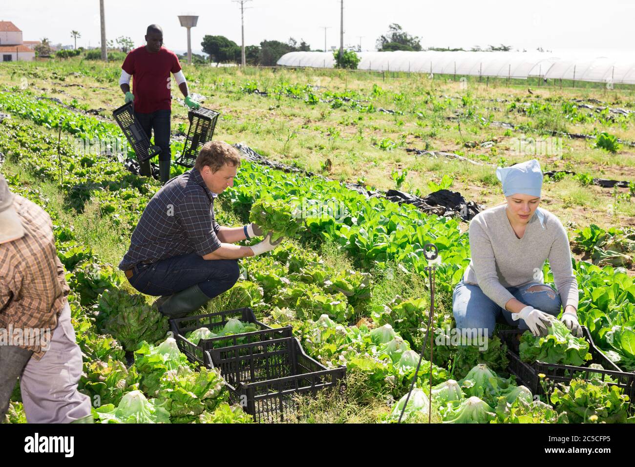 Workers harvesting and stack fresh lettuce in boxes on a plantation ...