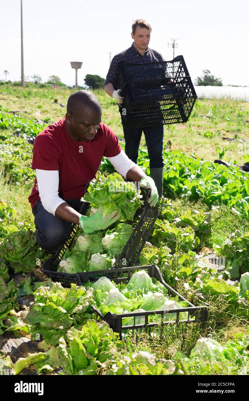 Skilled male farmers gathering crop of green leaf lettuce on farm ...